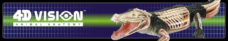 4D Vision Animal Triceratops (Full Skeleton) - famemaster.com