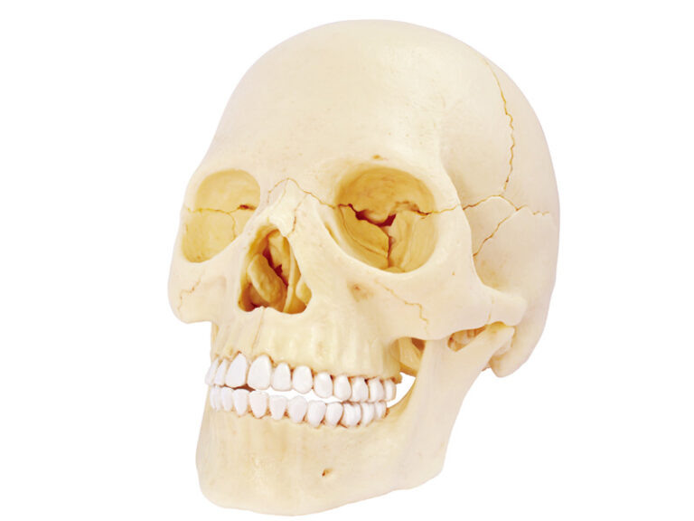 4D Human Anatomy Deluxe Exploded Skull Model - famemaster.com