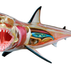 4D Vision Animal White Tiger - famemaster.com