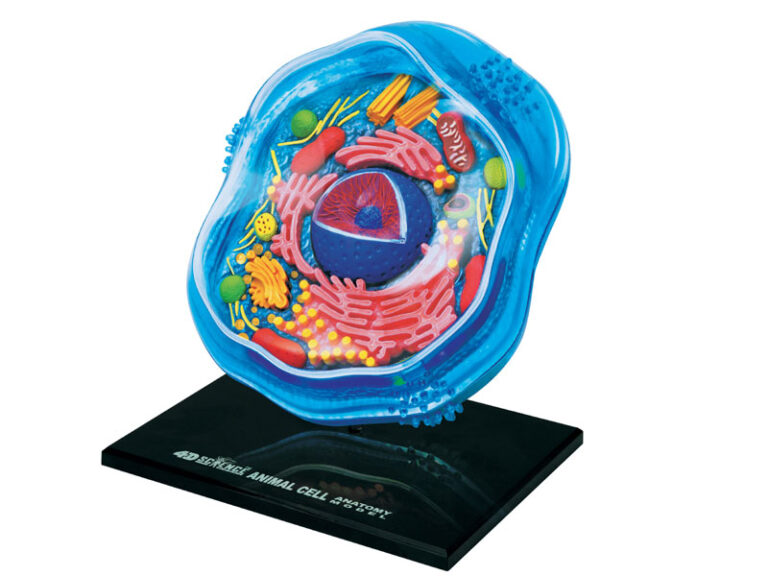 4D Vision Science Model Animal Cell - famemaster.com
