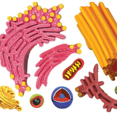 4D Vision Science Model Animal Cell - famemaster.com