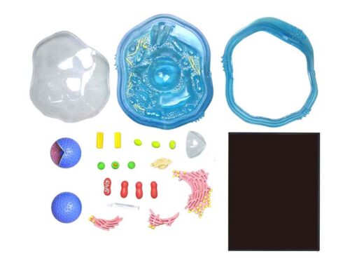 4D Vision Science Model Animal Cell - famemaster.com