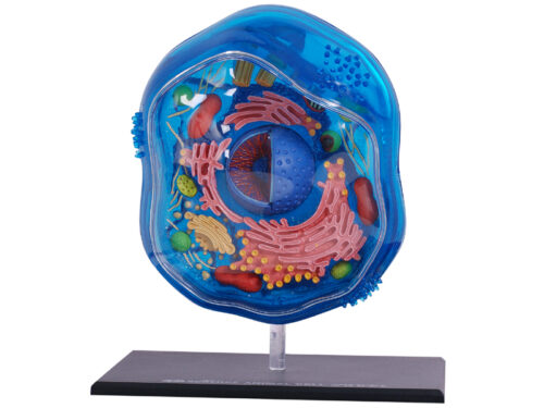 4D Vision Science Model Animal Cell - famemaster.com