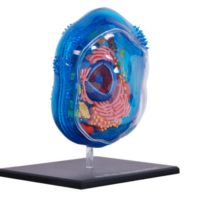 4D Vision Science Model Animal Cell - famemaster.com