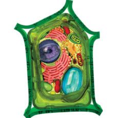 4D Vision Science Model Plant Cell - famemaster.com