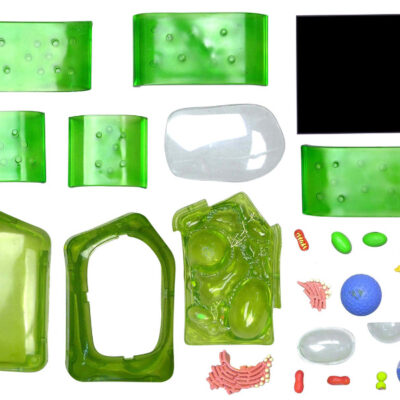 4D Vision Science Model Plant Cell - famemaster.com