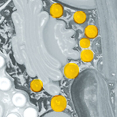 4D Vision Science Model Plant Cell - famemaster.com