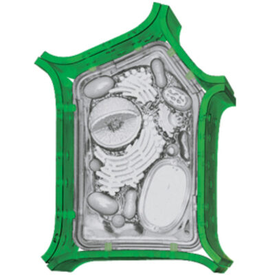 4D Vision Science Model Plant Cell - famemaster.com