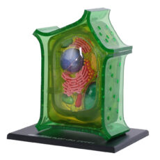 4D Vision Science Model Plant Cell - famemaster.com