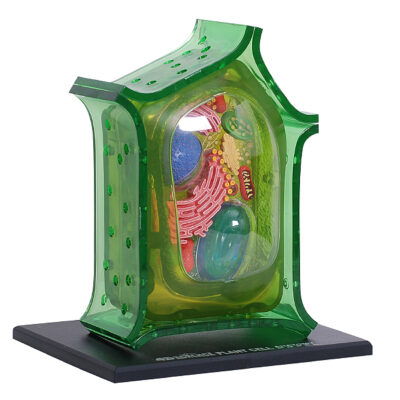 4D Vision Science Model Plant Cell - famemaster.com