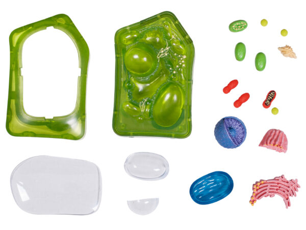 4D Vision Science Model Plant Cell - famemaster.com