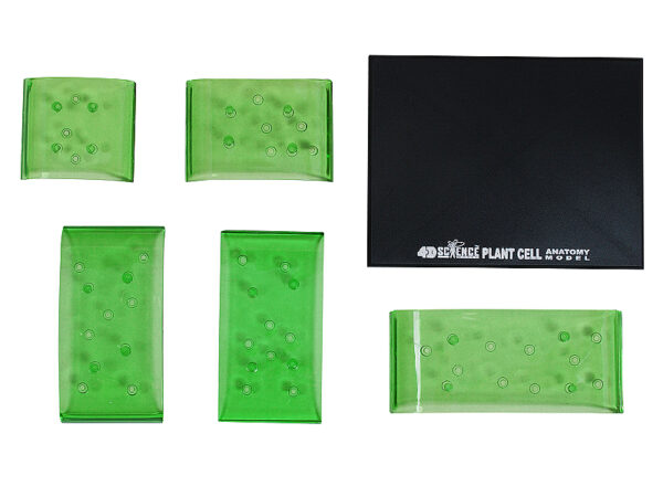 4D Vision Science Model Plant Cell - famemaster.com