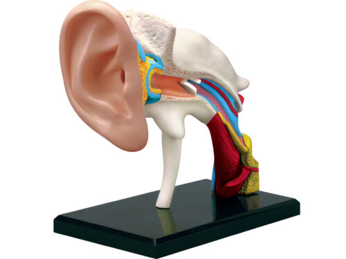 4D Human Anatomy Standard Ear - famemaster.com