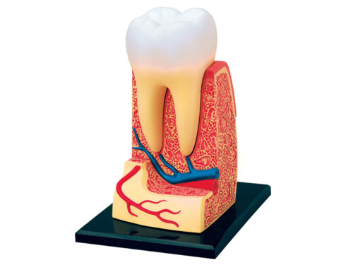 4D Human Anatomy Standard Triple-Root Molar - famemaster.com